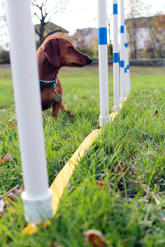 DIY Weave Poles with the Dog Agility Shop | Ammo the Dachshund